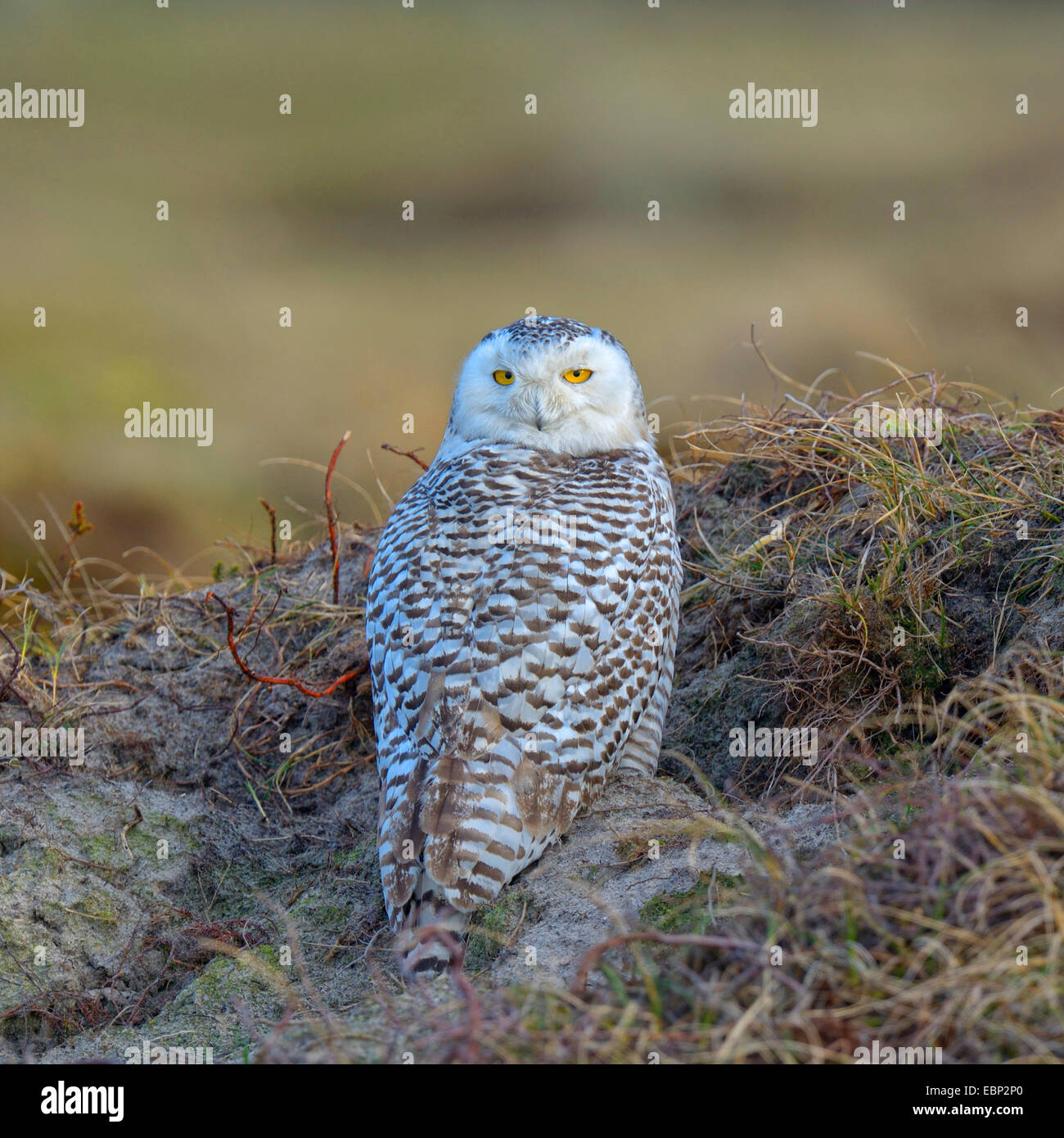 Snowy Owl (Strix scandiaca, Nyctea scandiaca, Bubo scandiacus), female ...