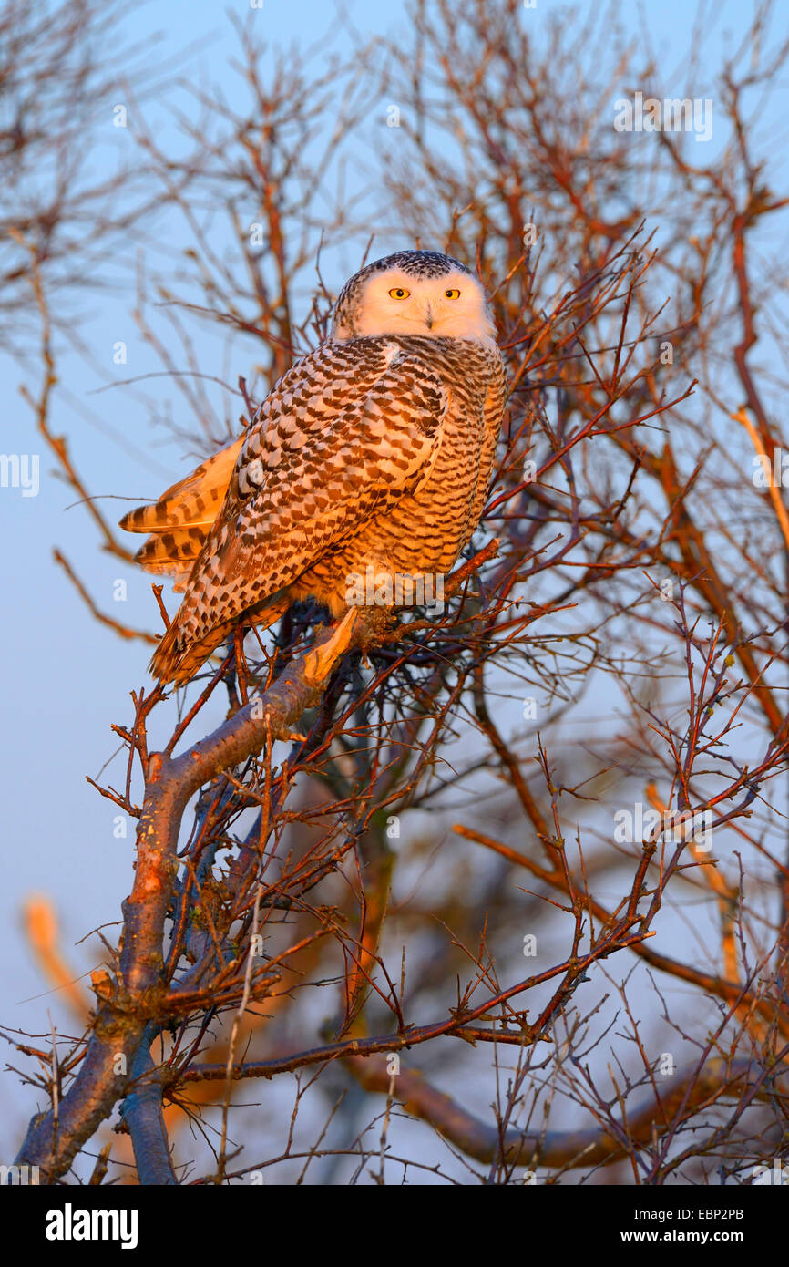 Snowy Owl (Strix scandiaca, Nyctea scandiaca, Bubo scandiacus), female ...
