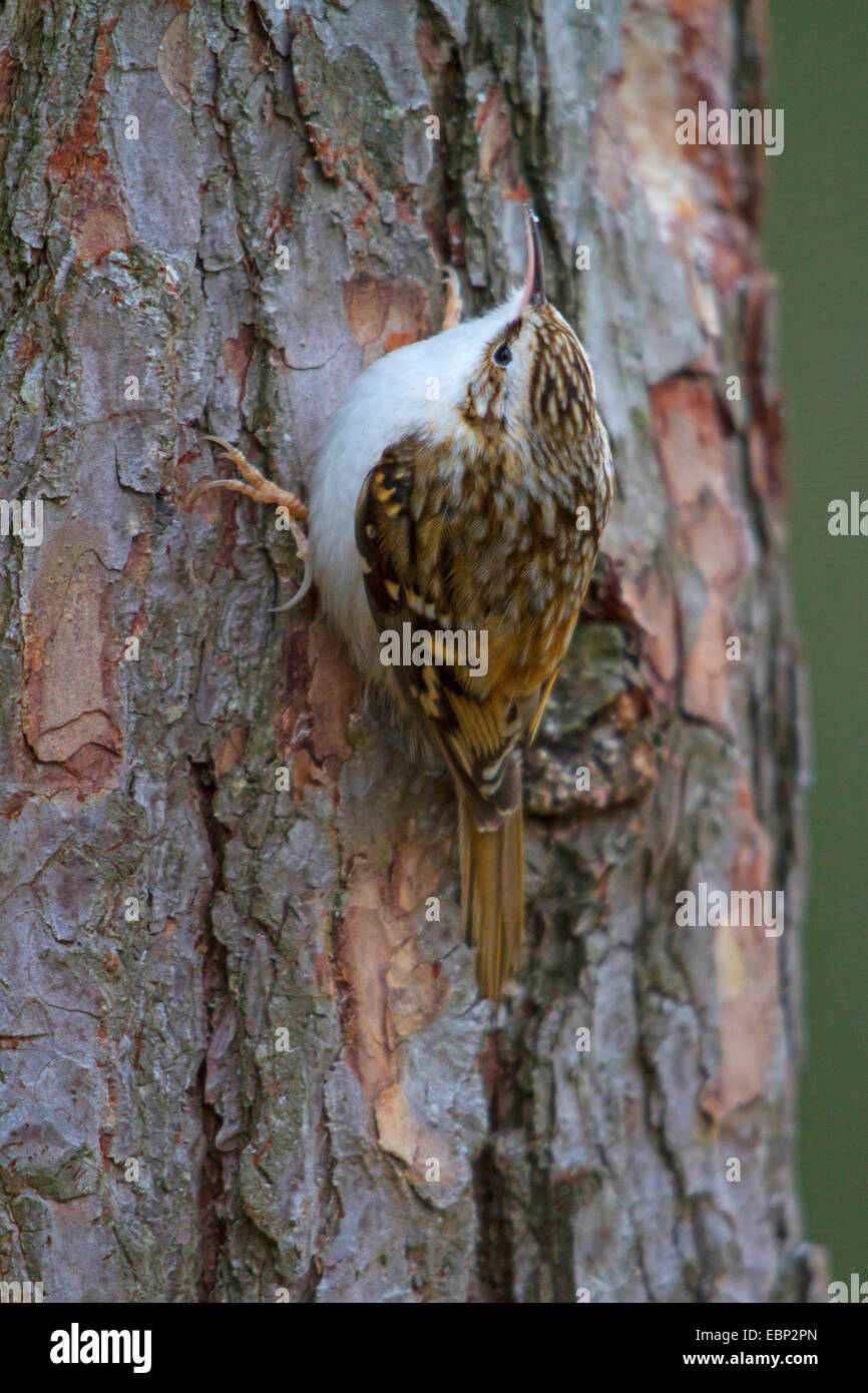 Creepers on tree trunk hi-res stock photography and images - Alamy