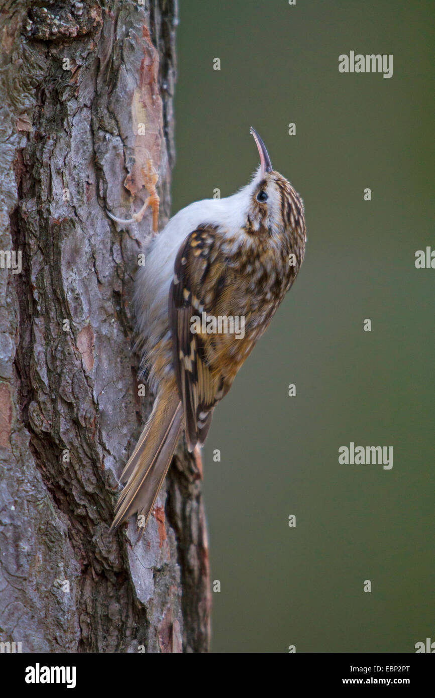 common treecreeper (Certhia familiaris), on the feed at a pine trunk ...