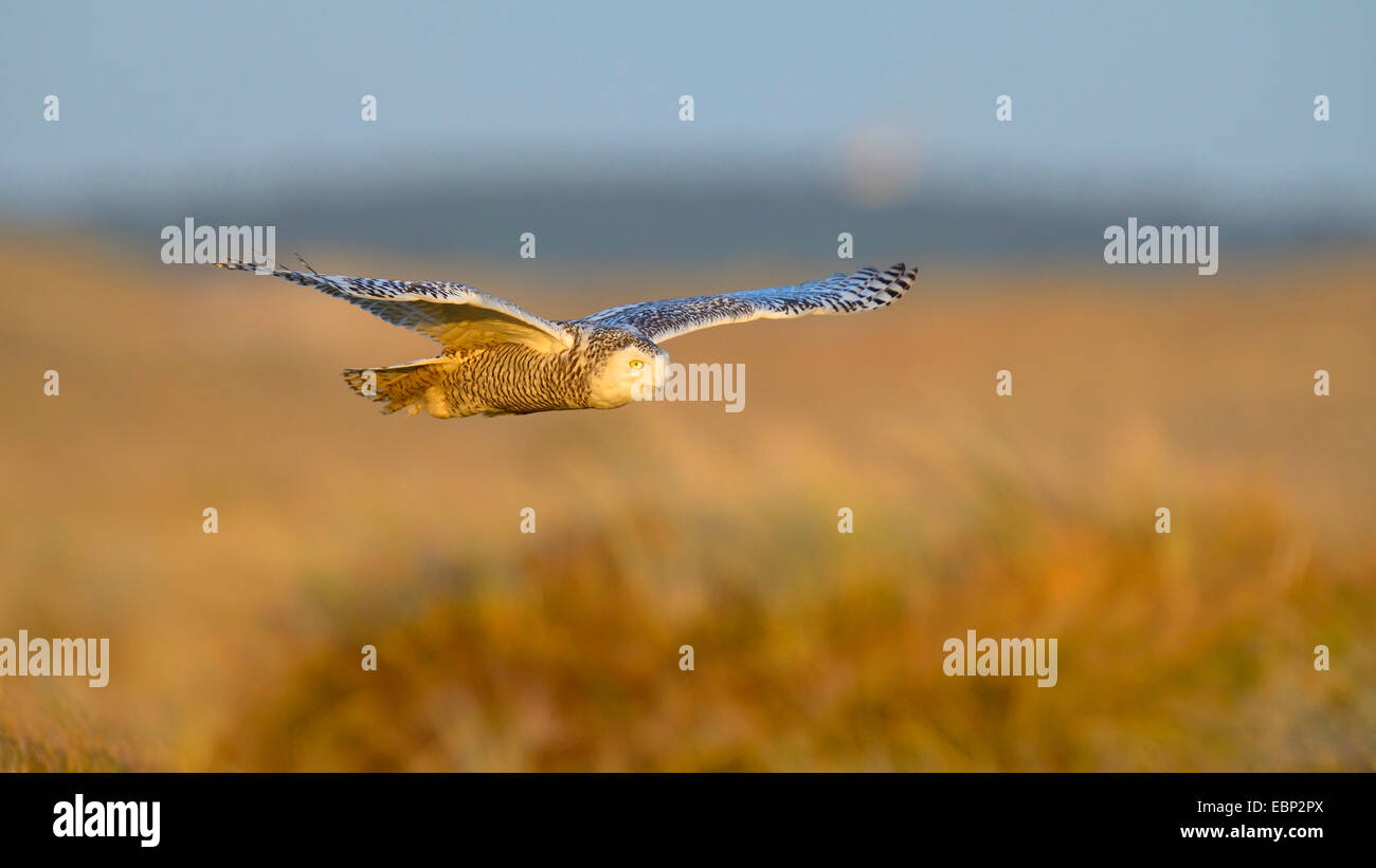 Snowy Owl (Strix scandiaca, Nyctea scandiaca, Bubo scandiacus), female ...