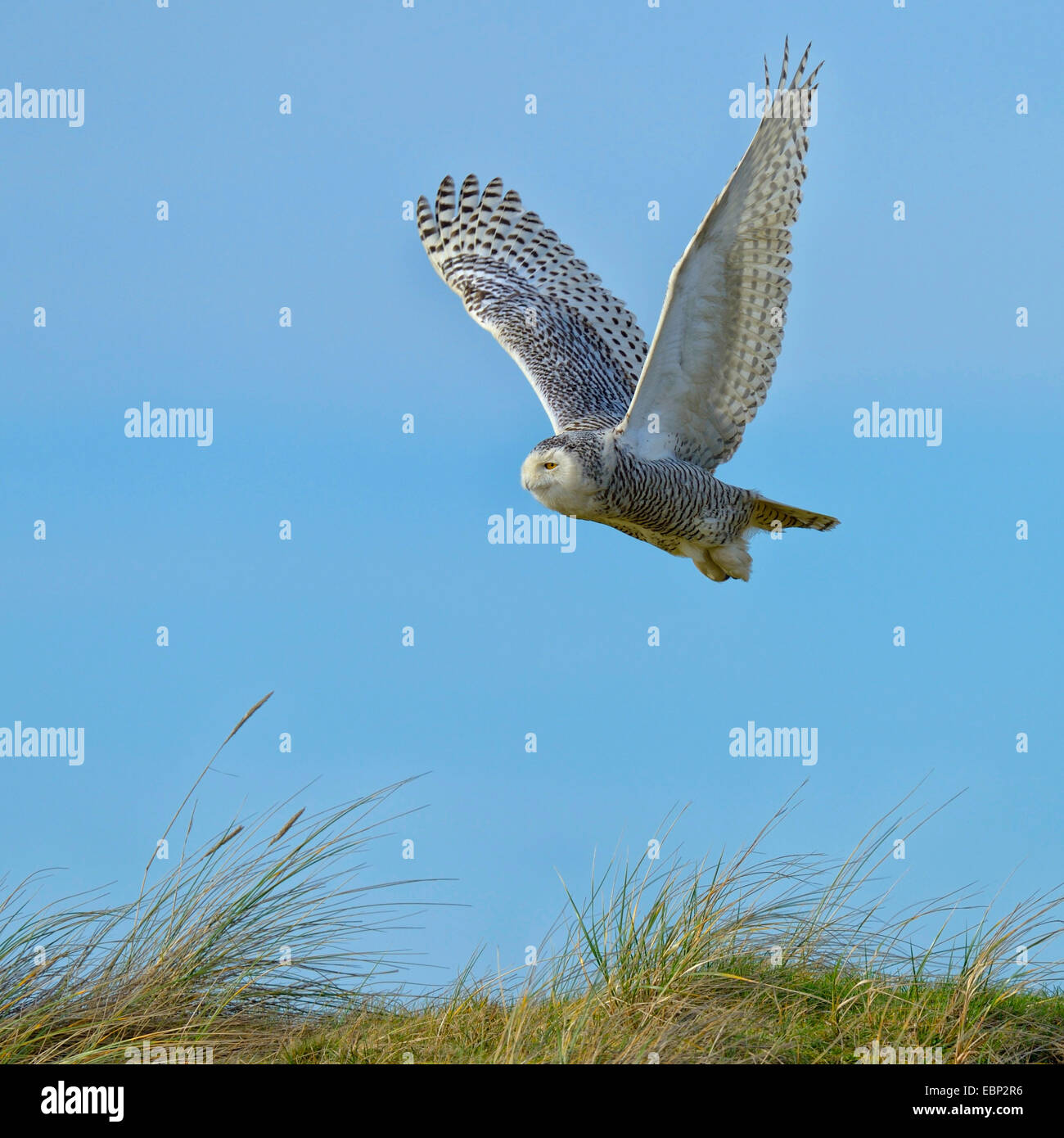 Snowy owl nyctea scandiaca female flying hi-res stock photography and ...