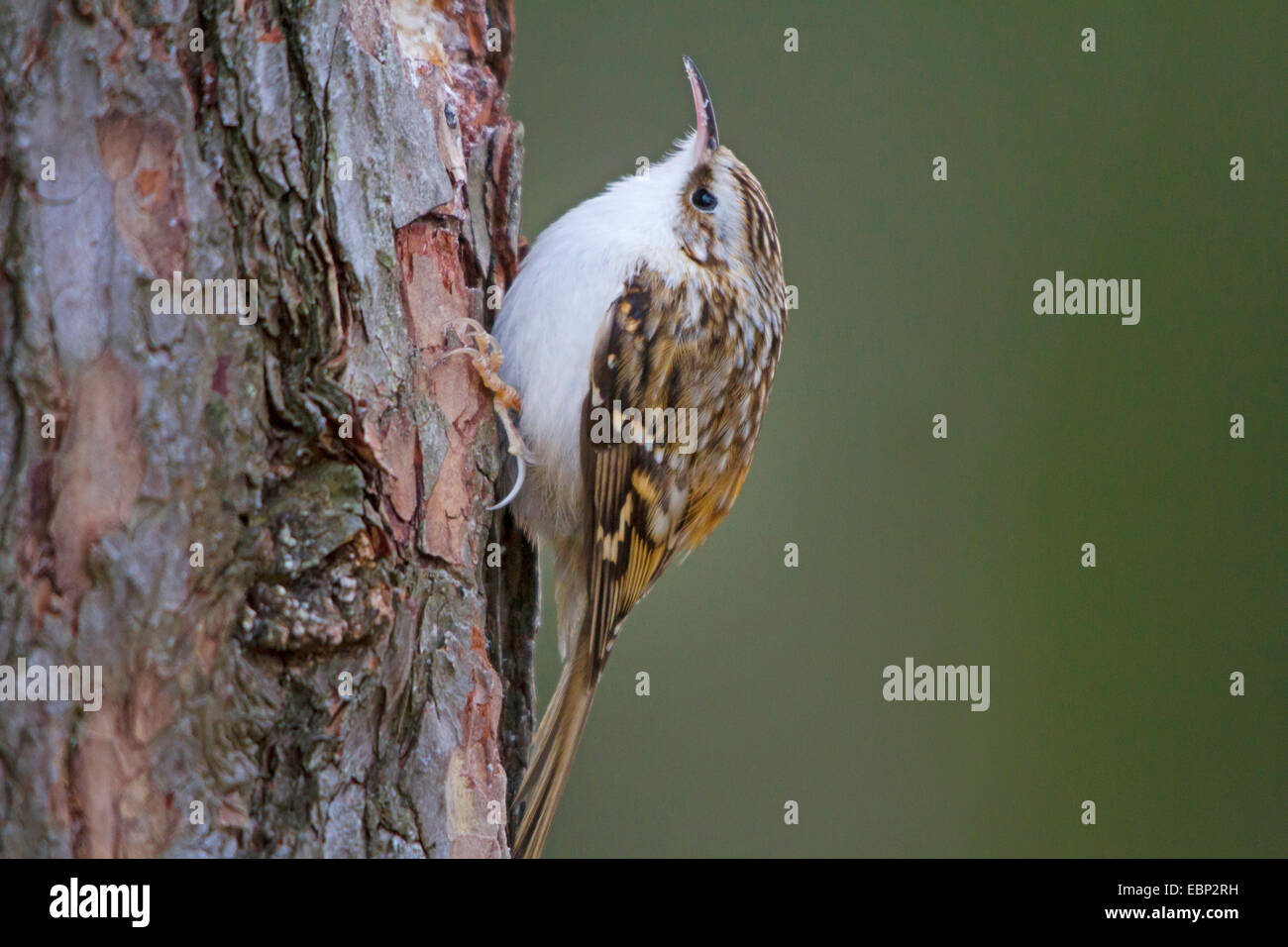 common treecreeper (Certhia familiaris), on the feed at a pine trunk ...