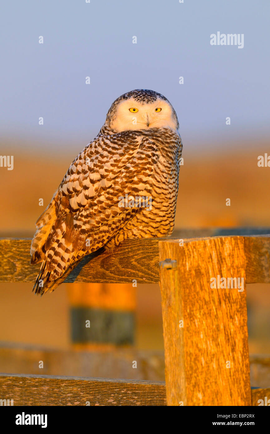 Snowy Owl (Strix scandiaca, Nyctea scandiaca, Bubo scandiacus), female ...