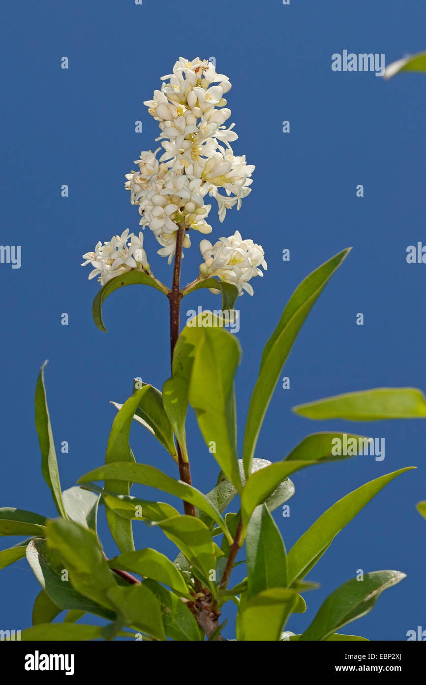 Common privet hi-res stock photography and images - Alamy