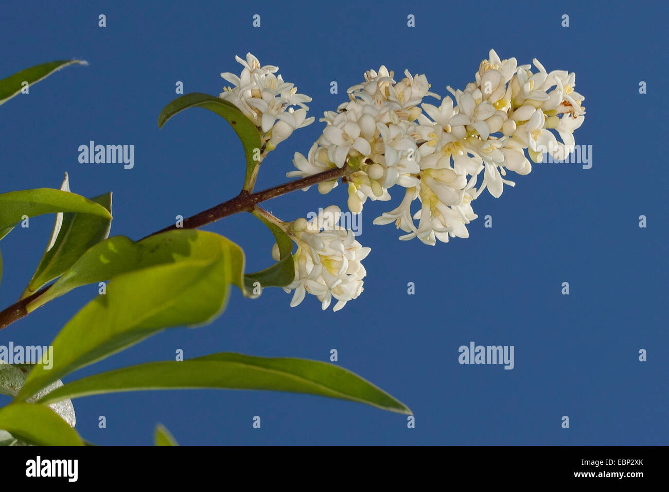 common privet, golden privet, wild privet, prim, European privet ...