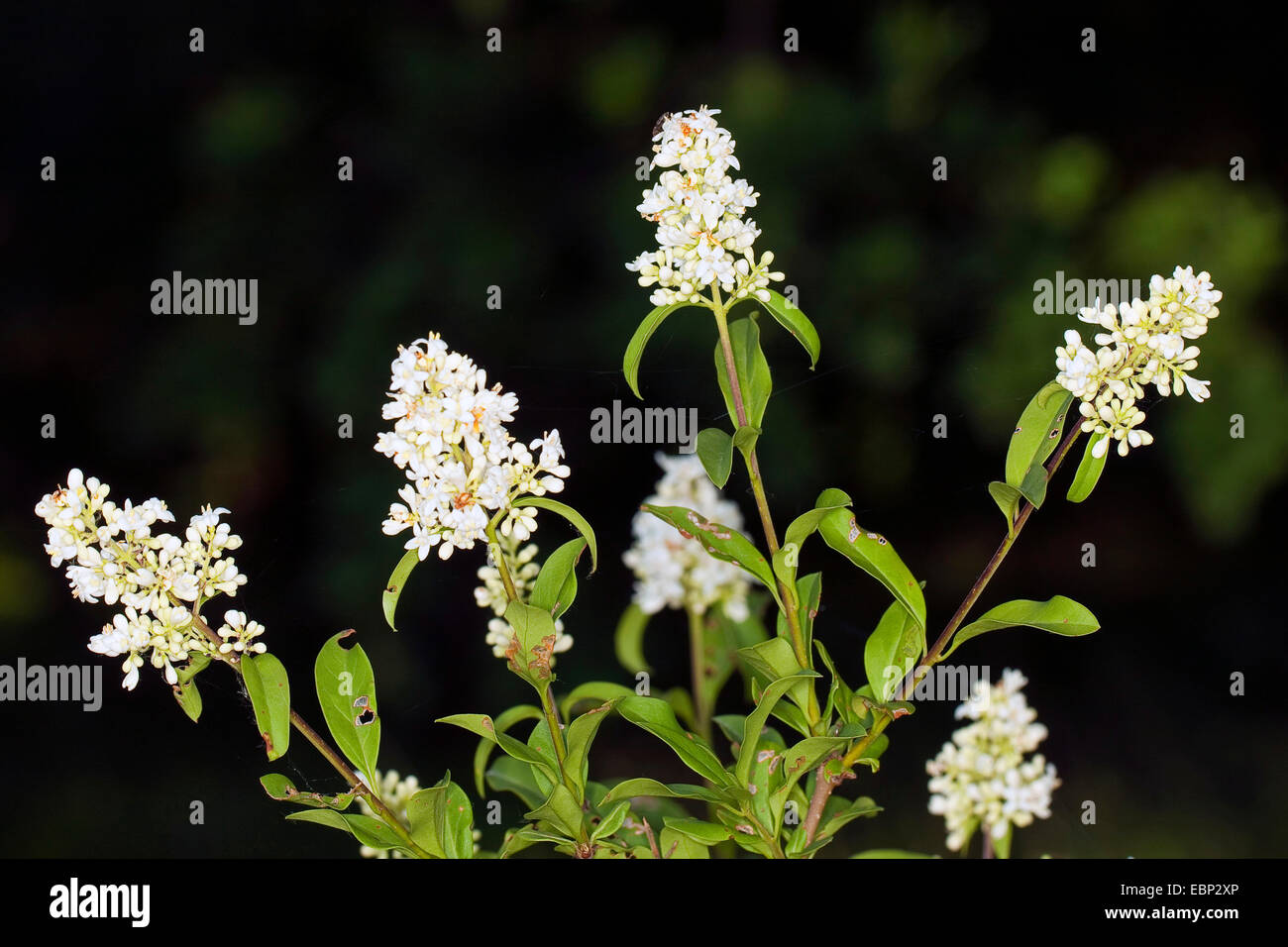 common privet, golden privet, wild privet, prim, European privet ...