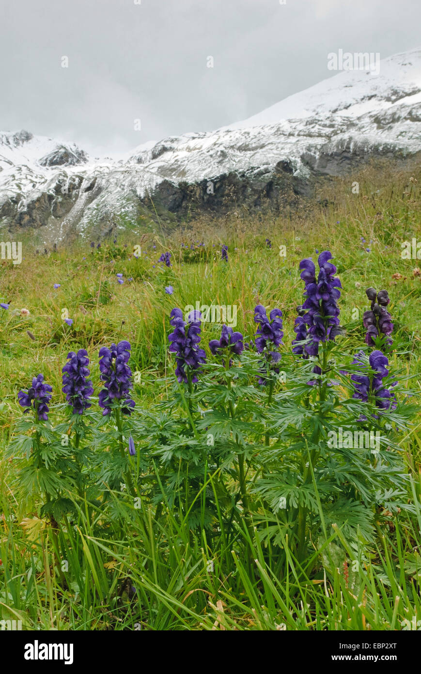 Monkshood hi-res stock photography and images - Alamy