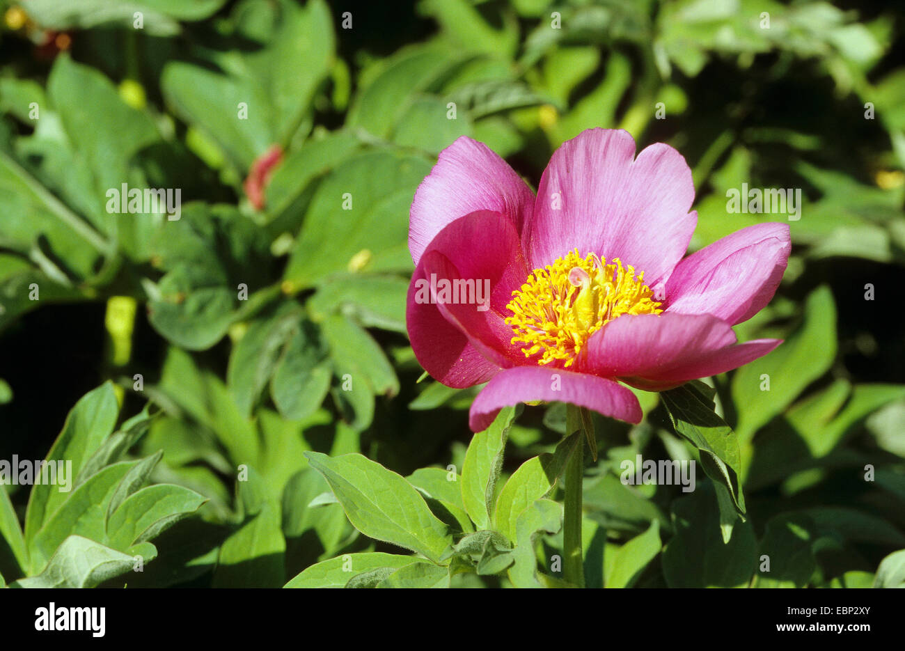 Medicinal and poisonous plants hi-res stock photography and images - Alamy
