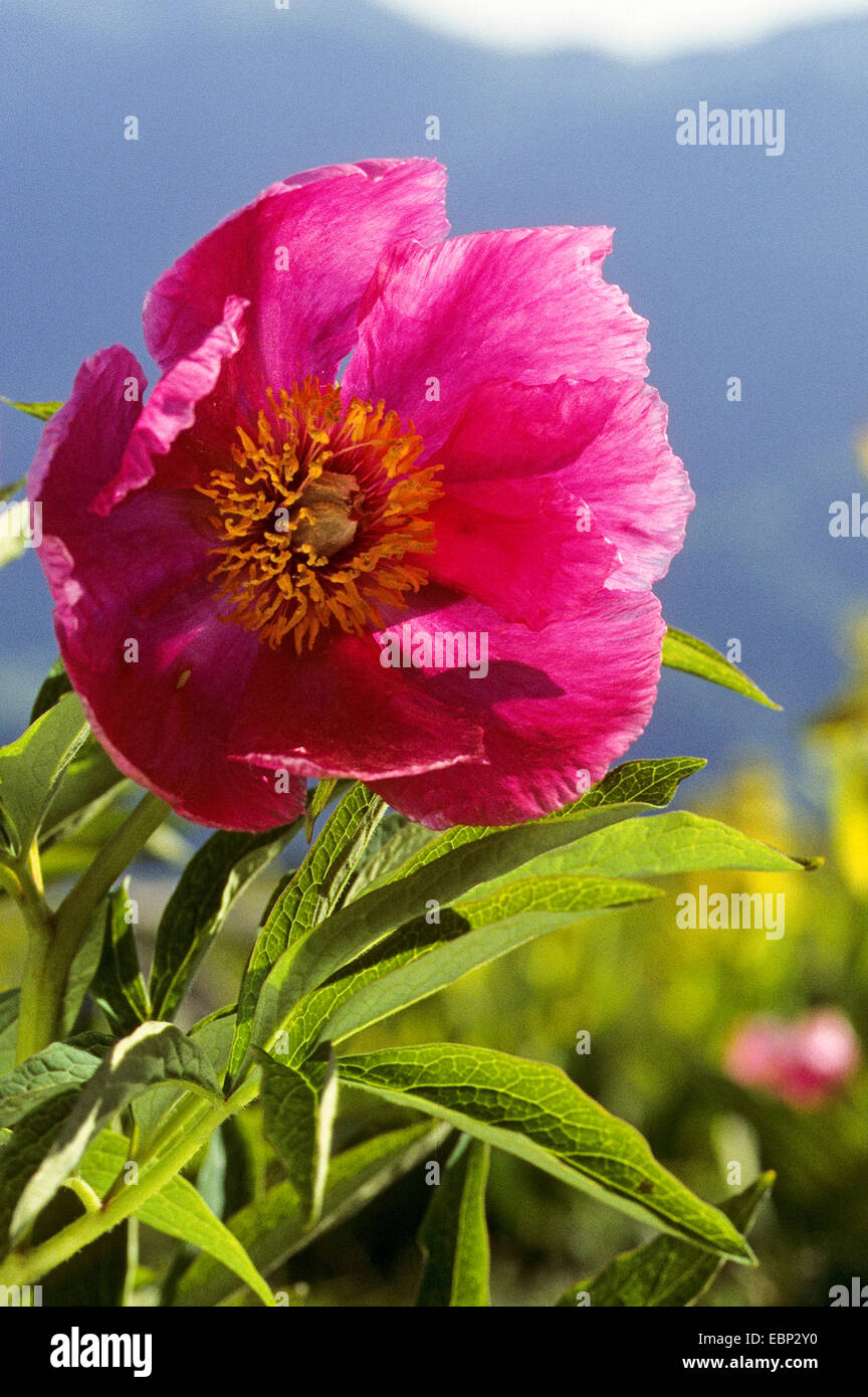 paeony (Paeonia officinalis), blooming, Germany Stock Photo - Alamy