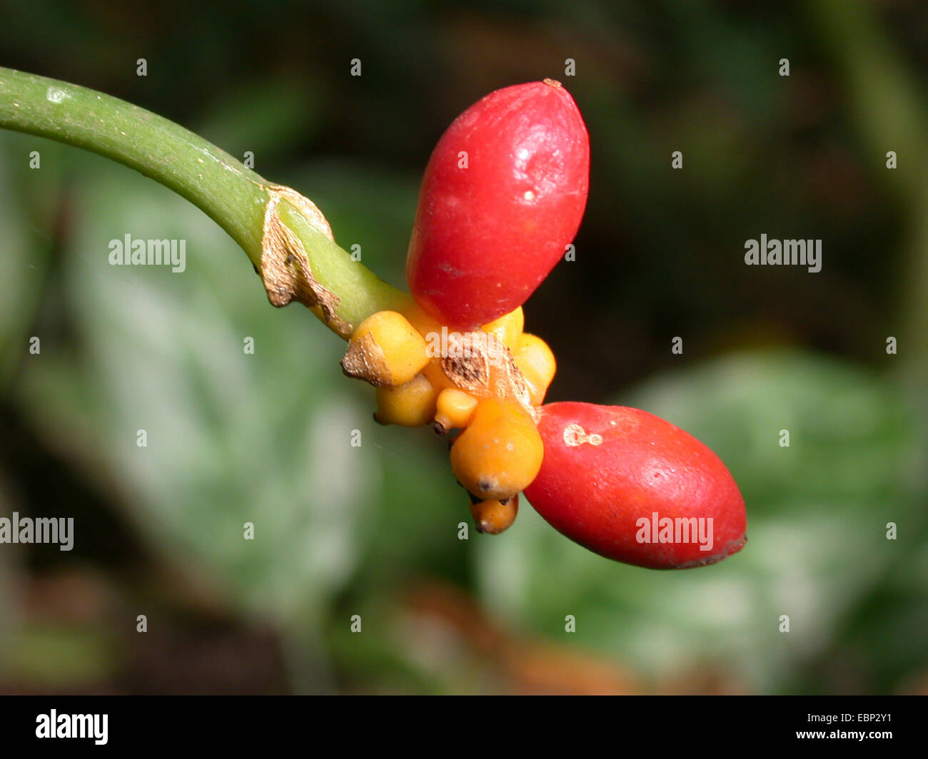 Aglaonema commutatum hi-res stock photography and images - Alamy