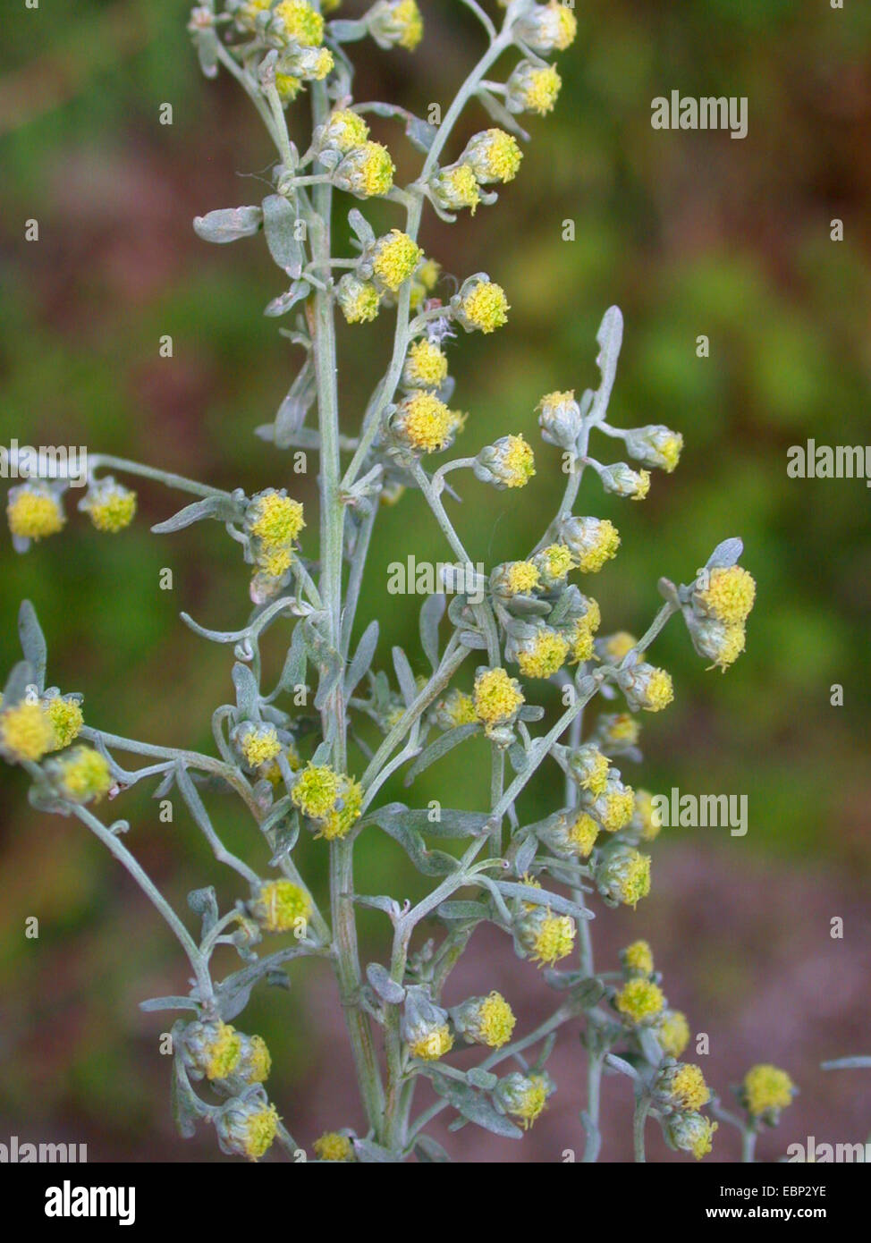 Sagewort artemisia absinthium hi-res stock photography and images - Alamy