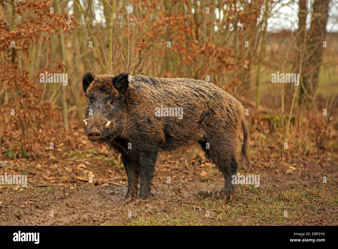 wild boar, pig, wild boar (Sus scrofa), tusker, Germany, Baden ...