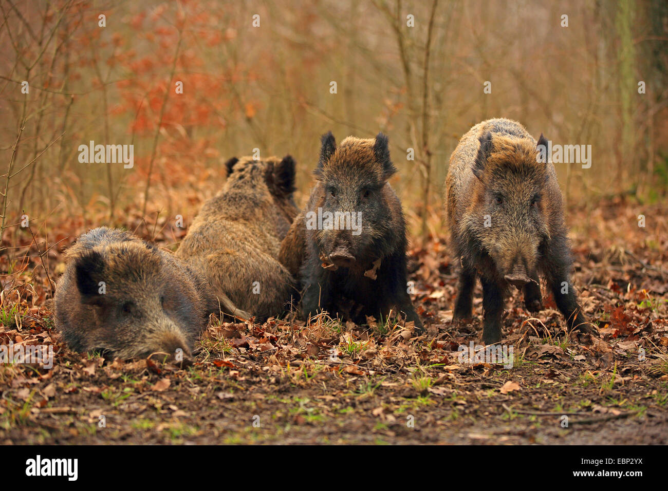 wild boar, pig, wild boar (Sus scrofa), group of wild boars, Germany ...