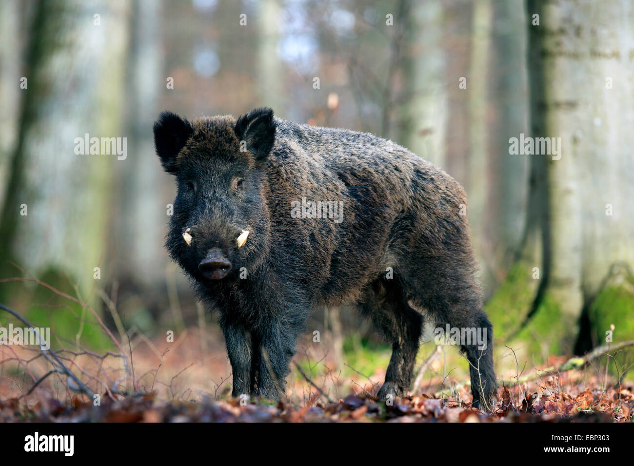 A wild boar was more effective in effecting Westeros than the Night ...