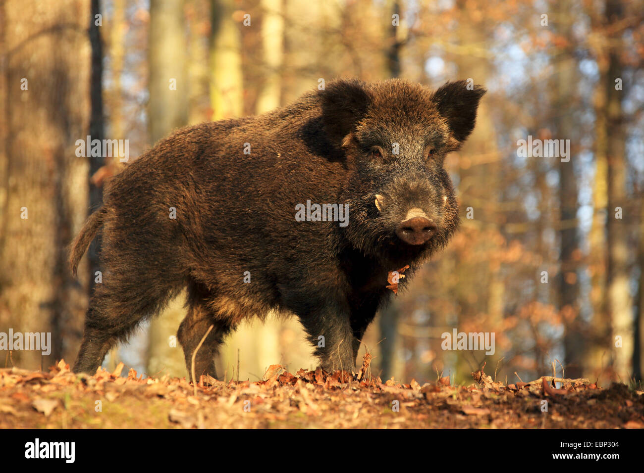 wild boar, pig, wild boar (Sus scrofa), tusker in winter, Germany ...