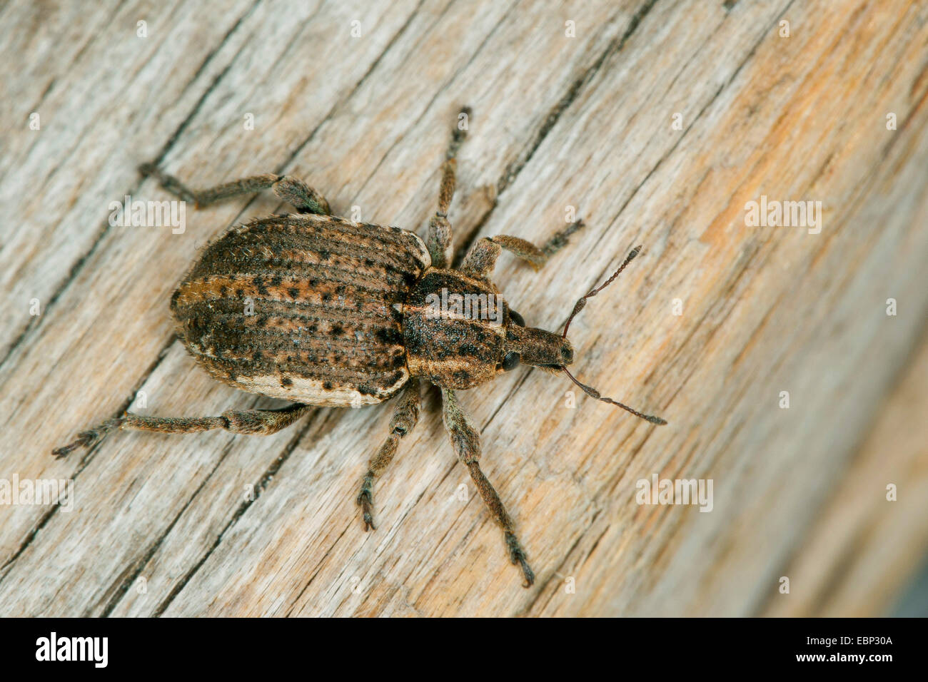 Clover leaf weevil, Sandy clover weevil (Donus zoilus, Hypera zoilus ...