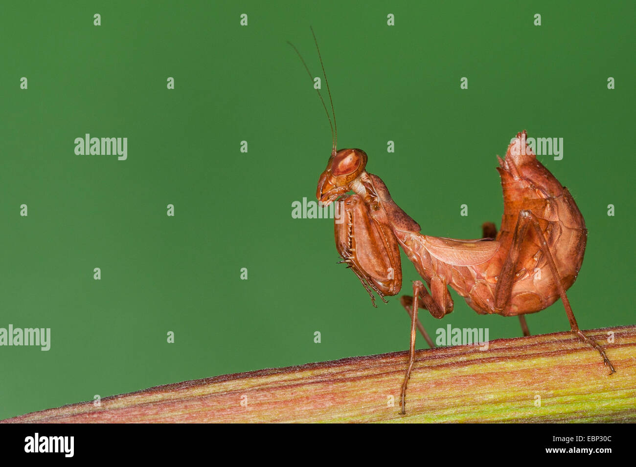 European dwarf mantises hi-res stock photography and images - Alamy