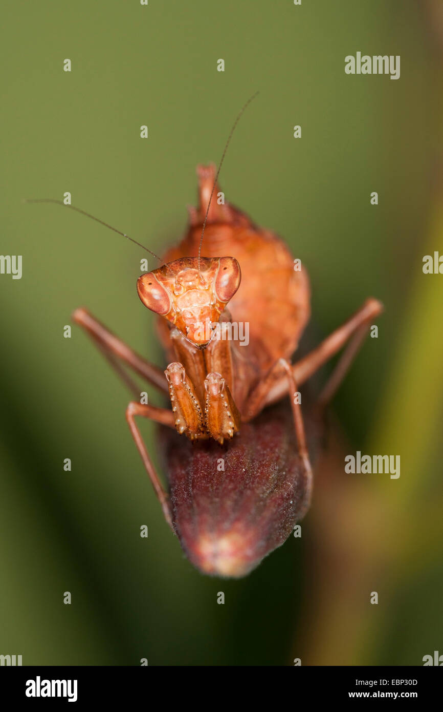 European Dwarf Mantis (Ameles spallanzania), female, portrait Stock ...