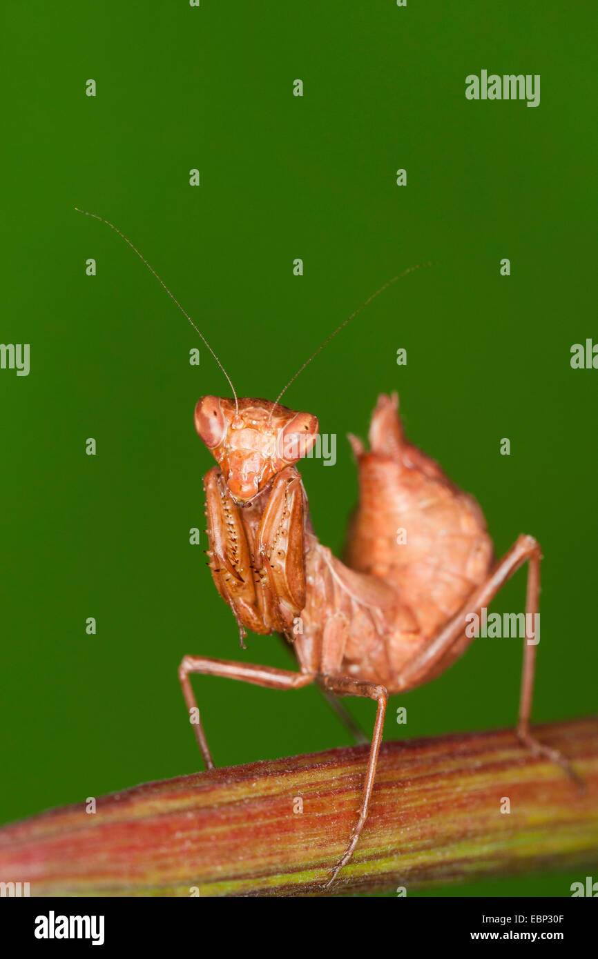 European Dwarf Mantis (Ameles spallanzania), female Stock Photo - Alamy