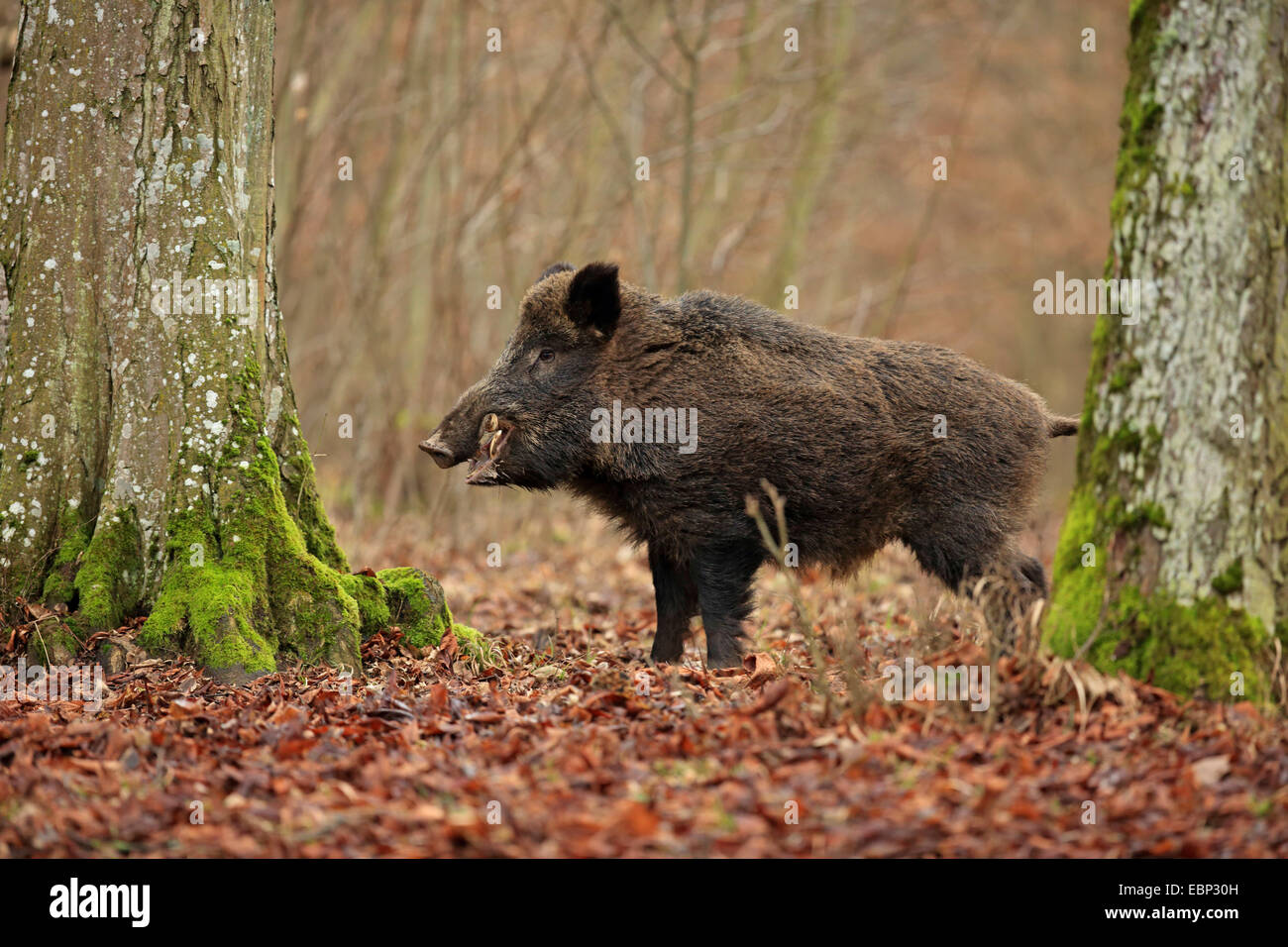 wild boar, pig, wild boar (Sus scrofa), tusker, Germany, Baden ...
