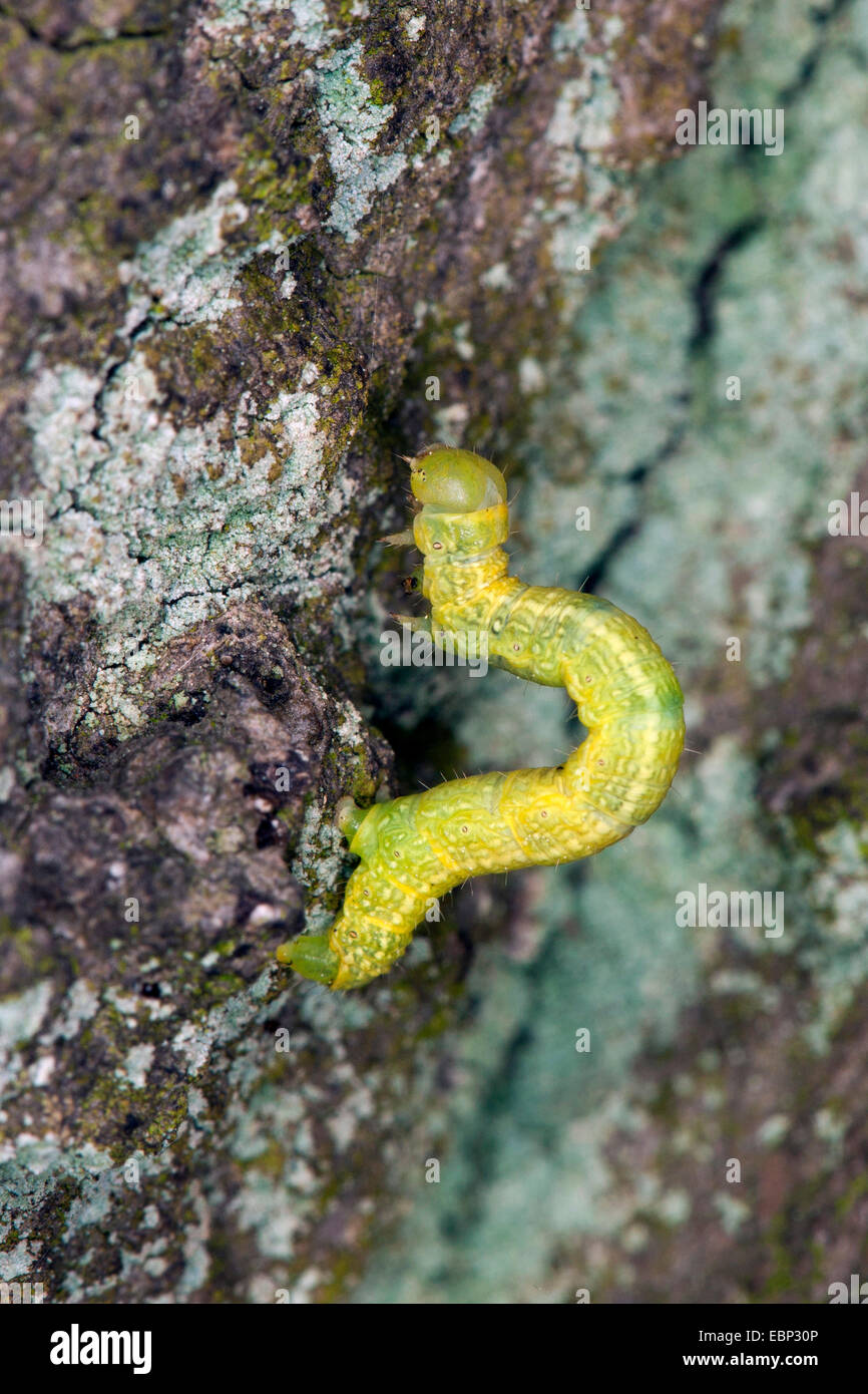 Geometer moths, Geometers (Alsophila aescularia, Anisopteryx aescularia ...