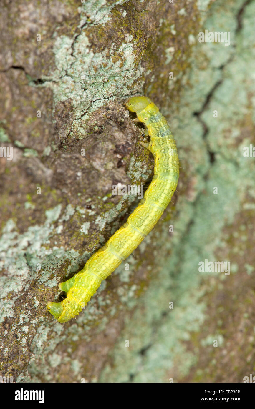 Geometer moths, Geometers (Alsophila aescularia, Anisopteryx aescularia ...