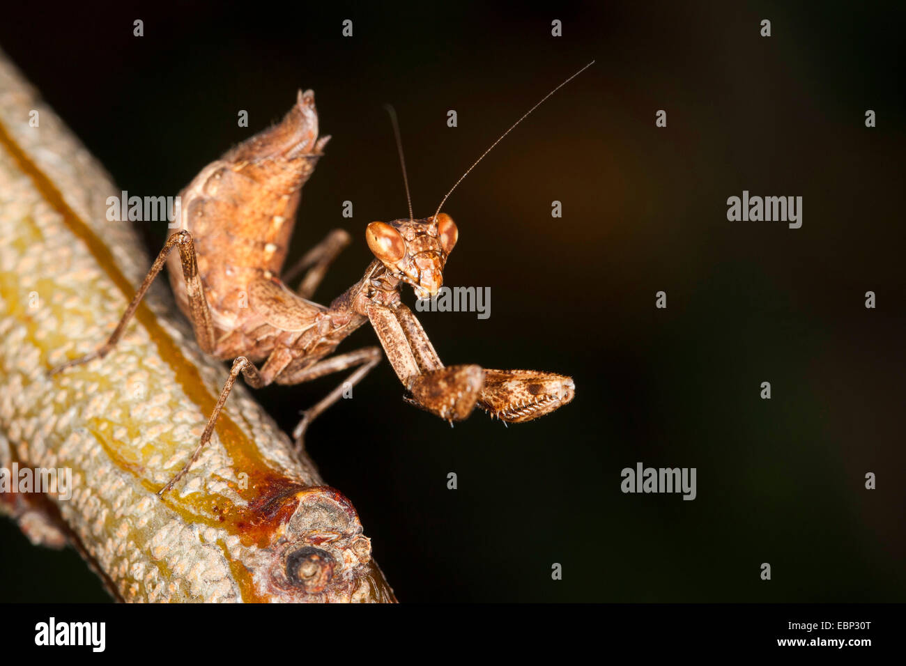 European Dwarf Mantis (Ameles spallanzania), female Stock Photo - Alamy