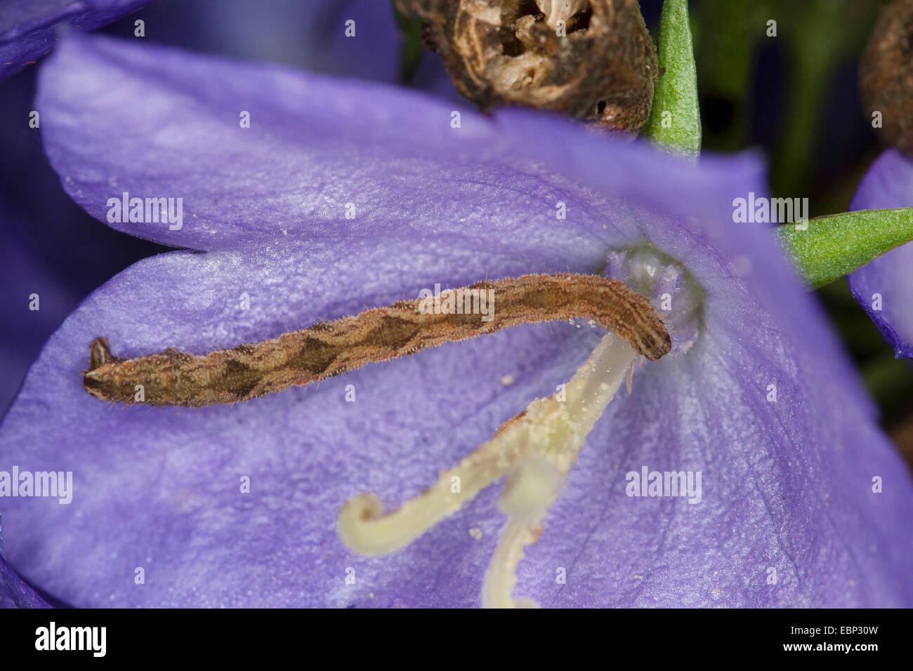 Wormwood Pug, pugs (Eupithecia cf. absinthiata, Phalaena cf ...