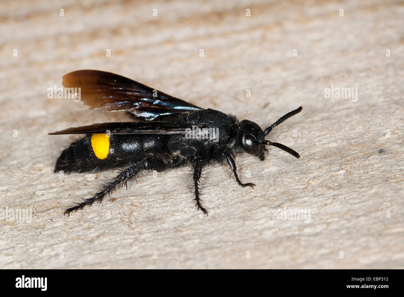Scoliid wasp (Scolia hirta, Scolia hirta ssp. unifasciata, Scolia hirta ...
