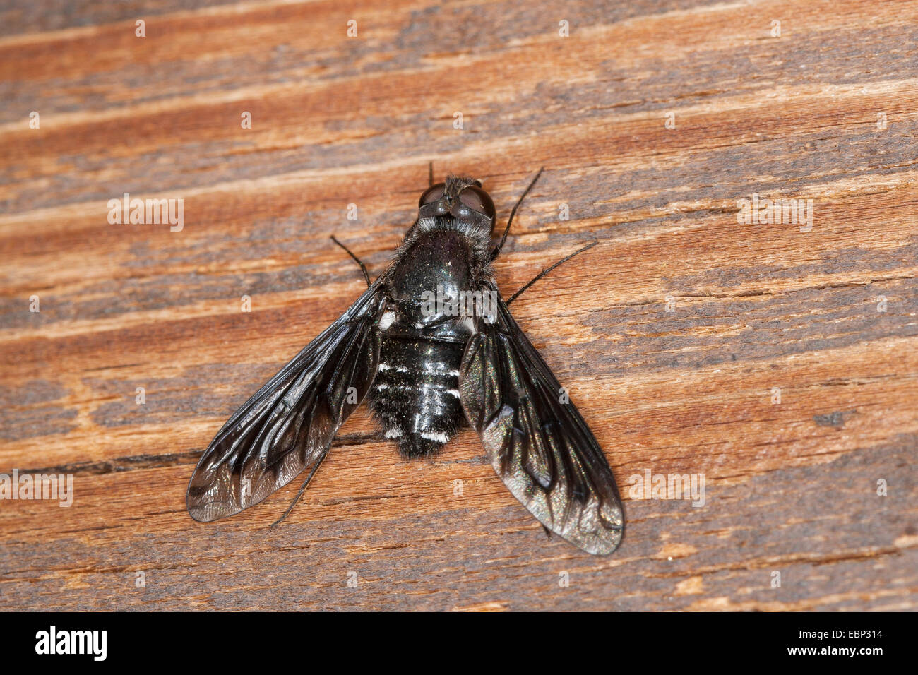 Bombyliid fly hi-res stock photography and images - Alamy