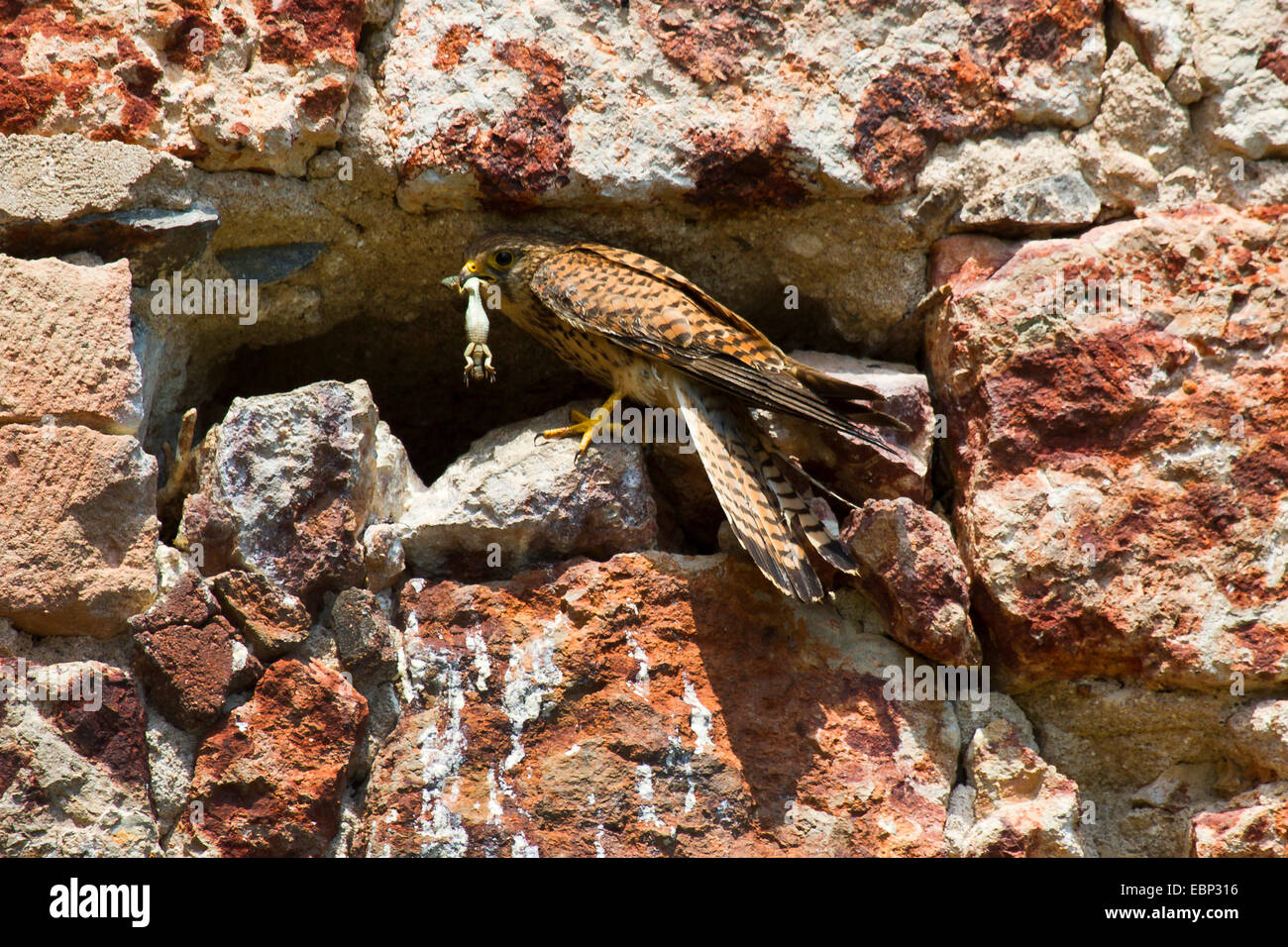 Birds Of Prey In France High Resolution Stock Photography and Images ...