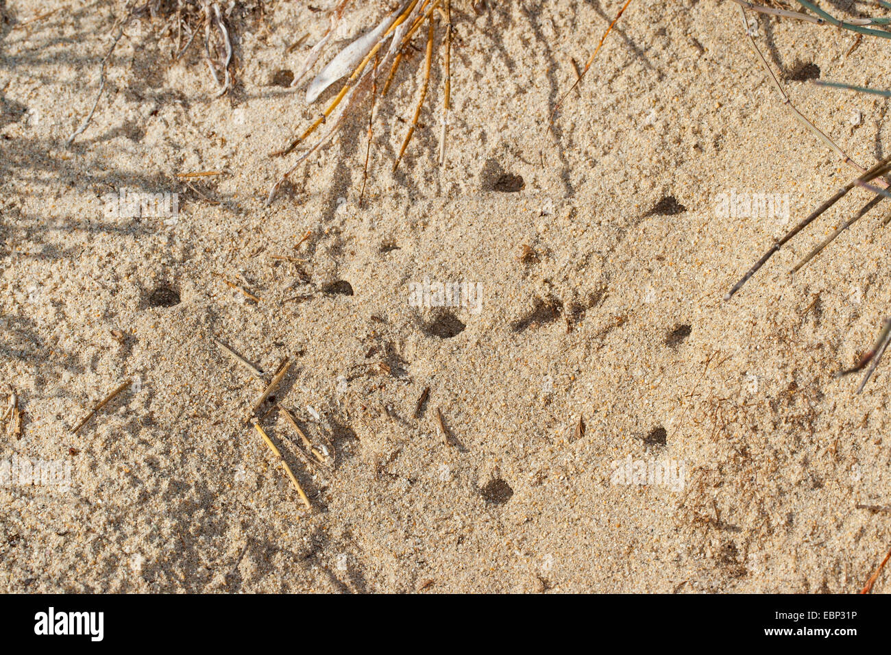 Insect tracks in sand hi-res stock photography and images - Alamy
