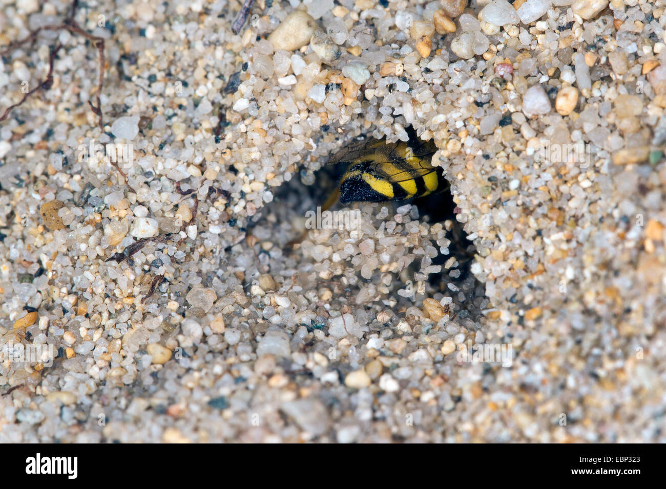 Sand wasp (Bembix oculata), didding sand out of its den Stock Photo - Alamy
