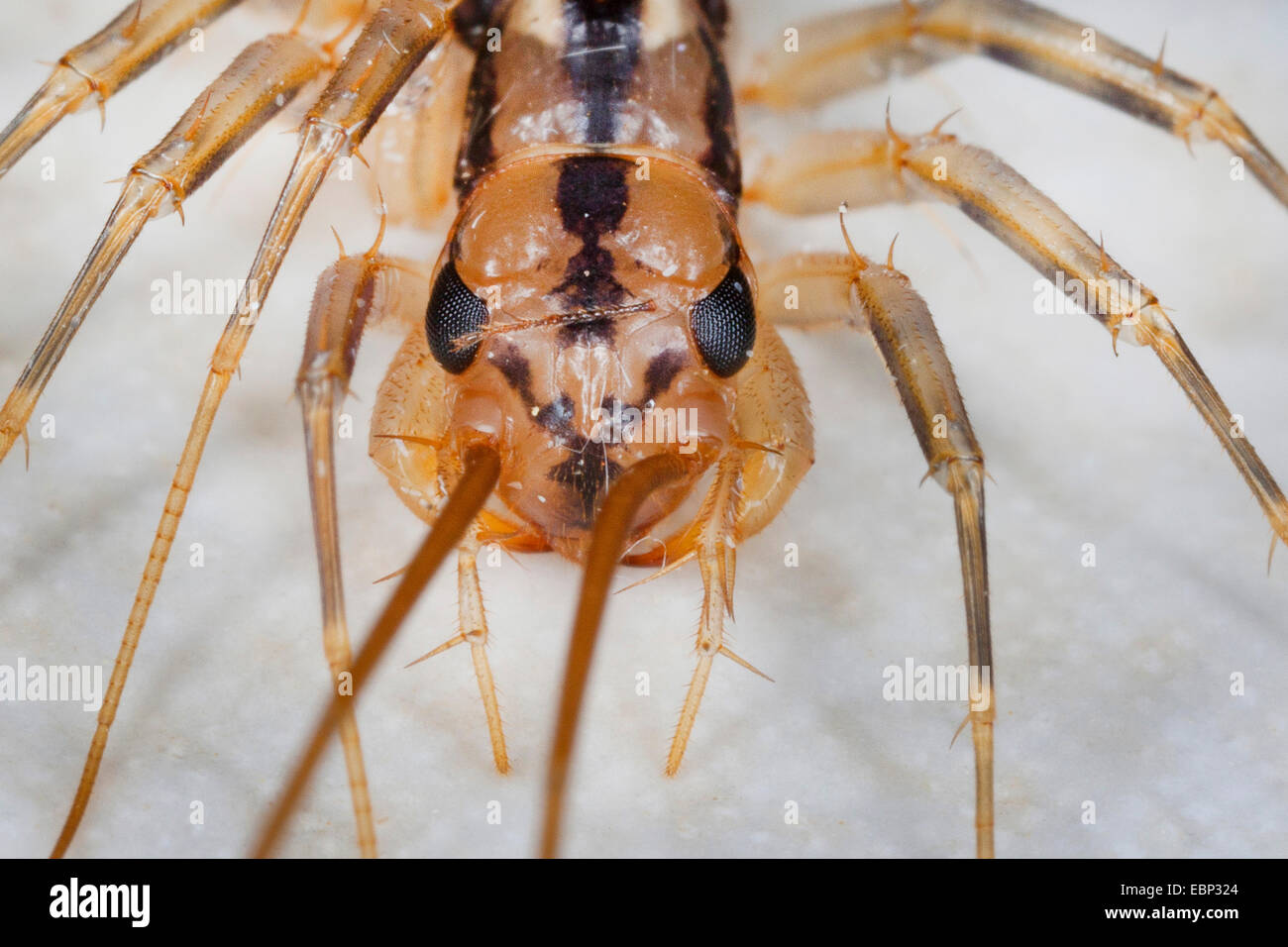 Centipede or 658 hi-res stock photography and images - Alamy