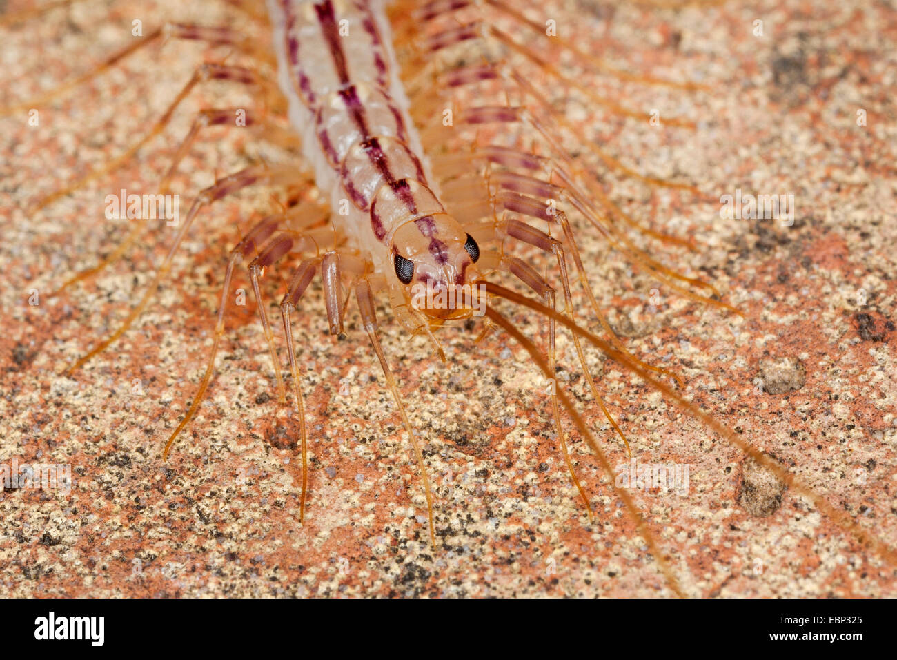 house centipede (Scutigera coleoptrata), portrait Stock Photo - Alamy
