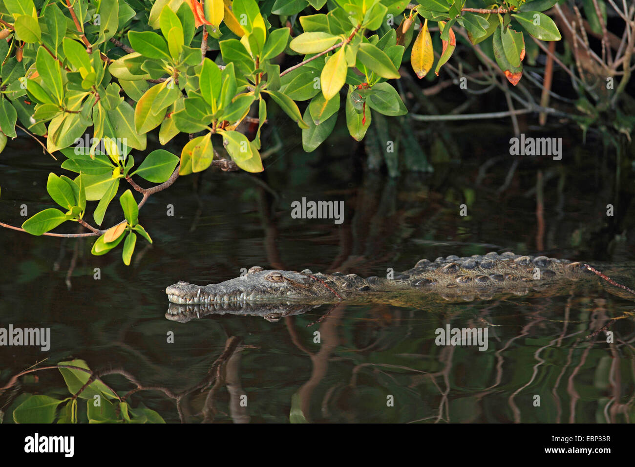 Crocodile side view hi-res stock photography and images - Alamy