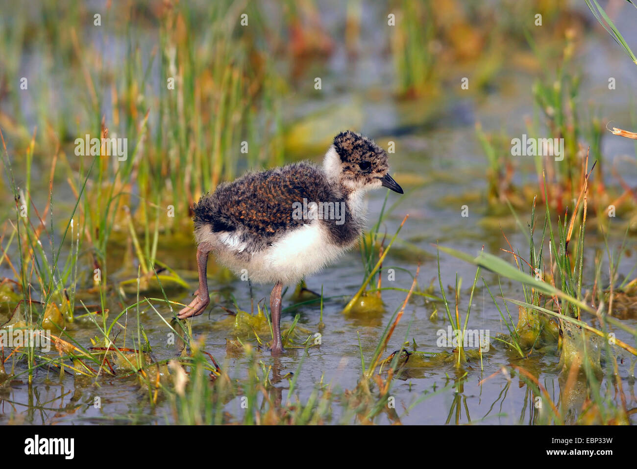 Baby lapwing hi-res stock photography and images - Alamy