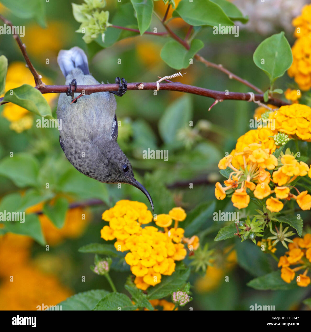 Seychelles Sunbird (Cinnyris dussumieri), female seaching nectar in the ...