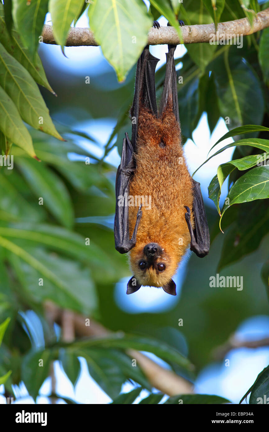 seychelles flying fox, seychelles fruit bat (Pteropus seychellensis ...