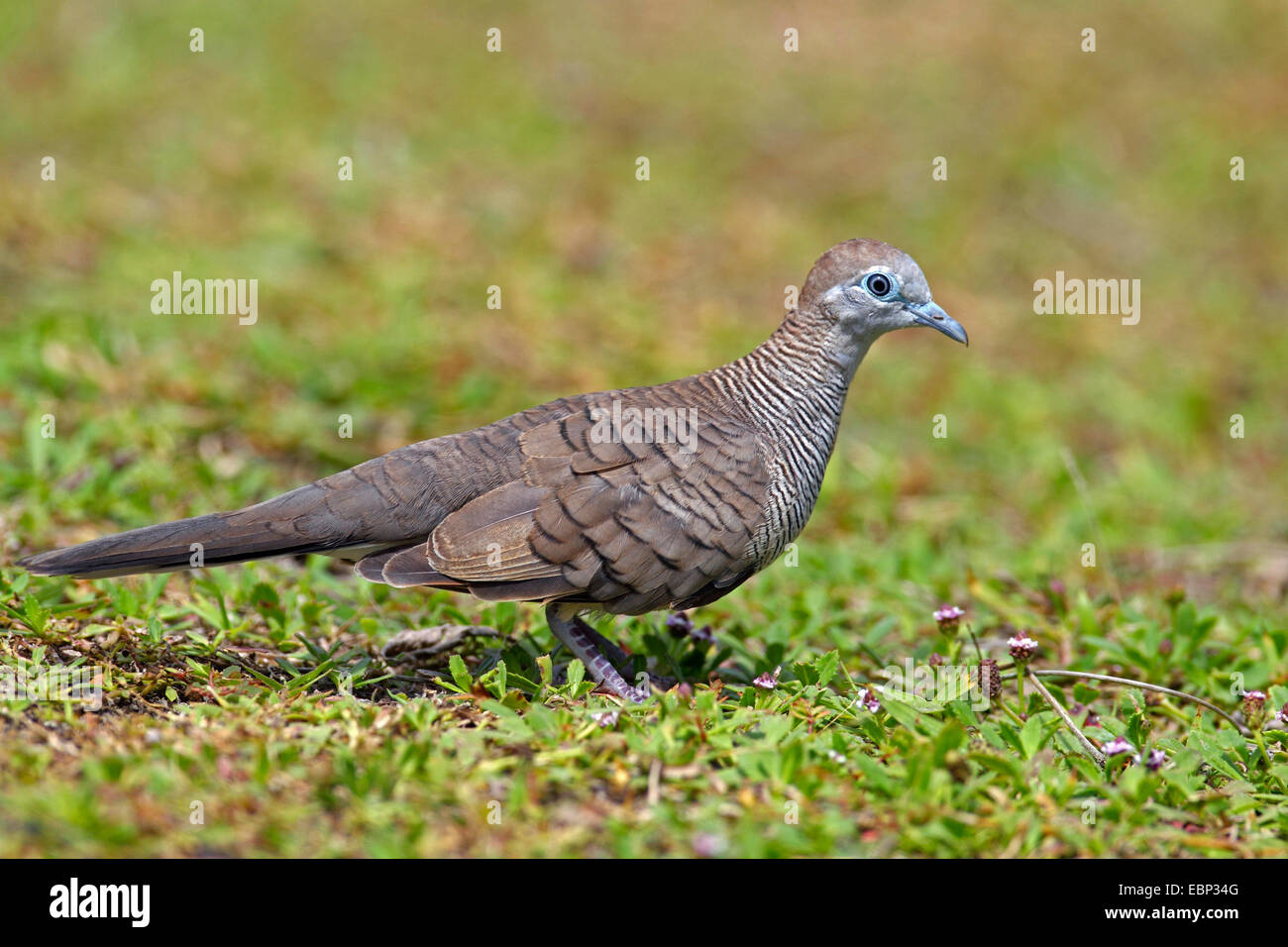 zebra dove (Geopelia striata), in a meadow, Seychelles, Mahe Stock ...