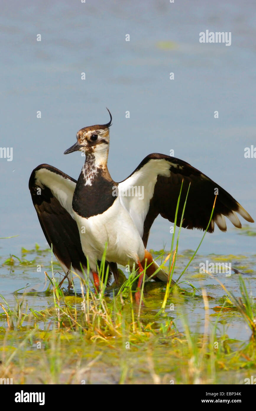 Bird with wings outstretched hi-res stock photography and images - Alamy