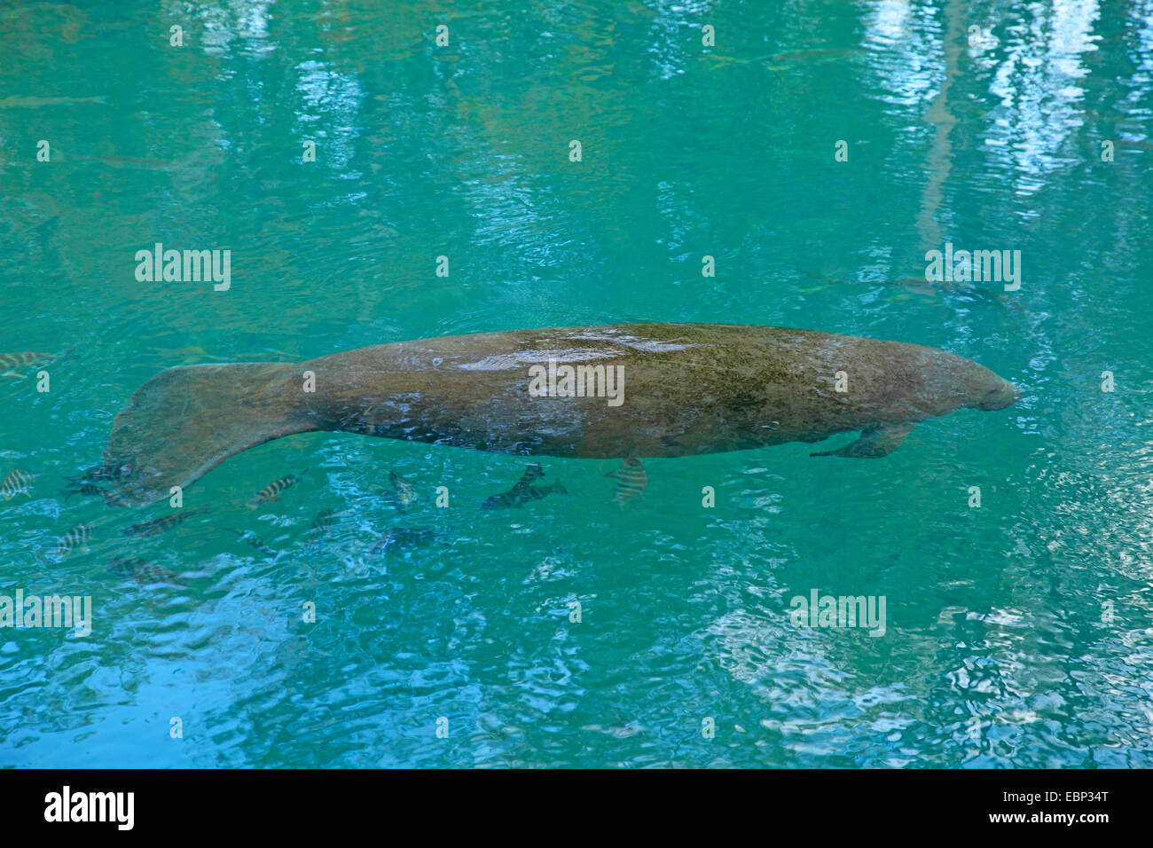 West Indian manatee, Florida manatee, Caribbean manatee, Antillean ...