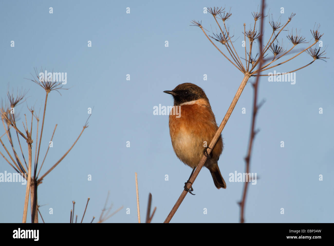 Uk stonechat hi-res stock photography and images - Alamy