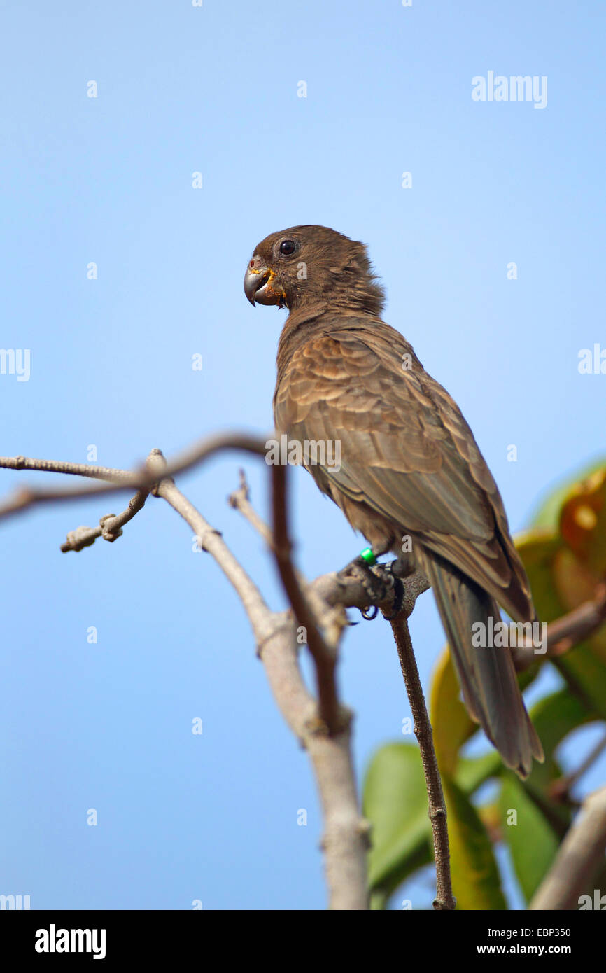 Black parrot of seychelles hi-res stock photography and images - Alamy