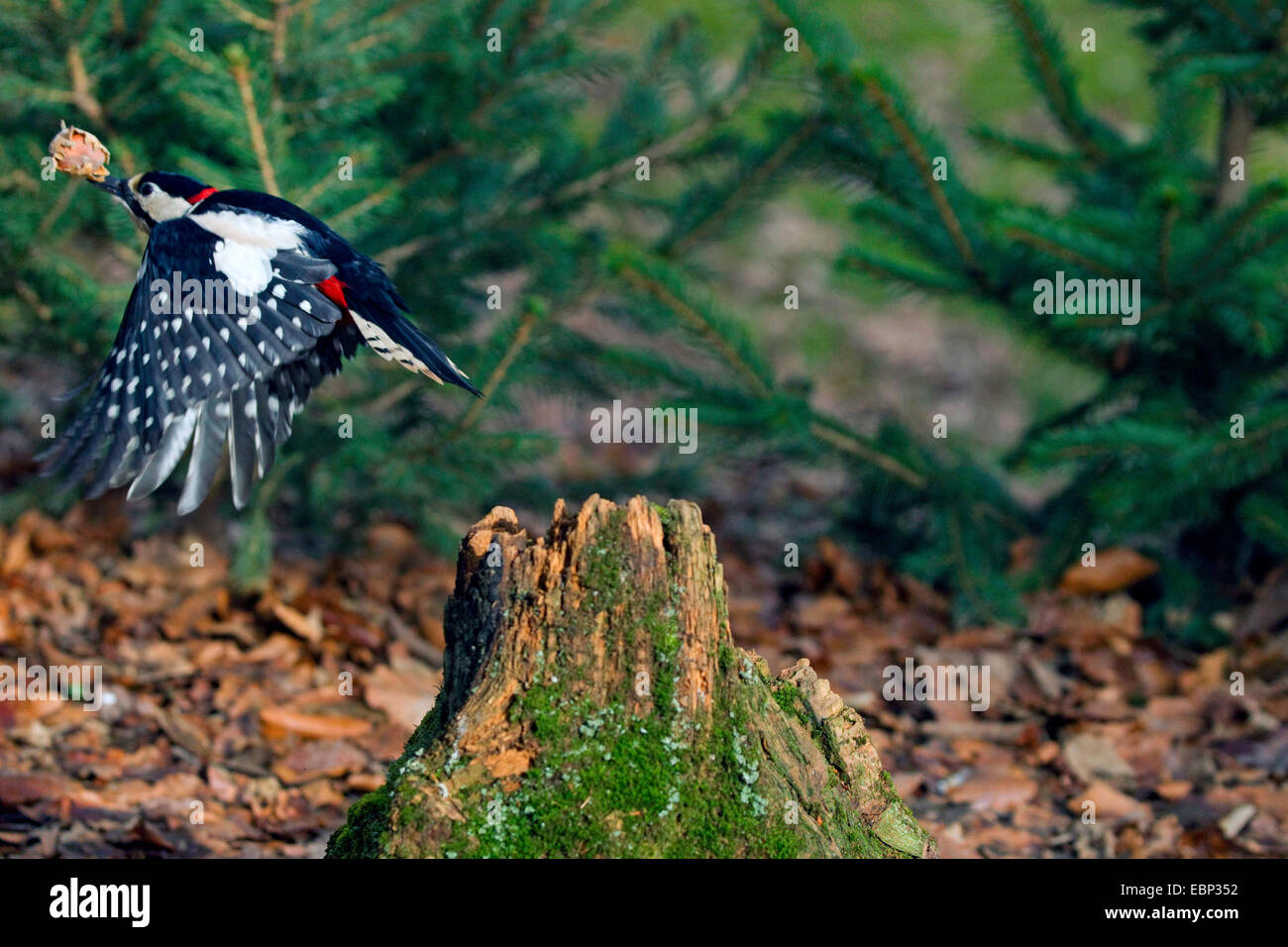 Nuts off a tree hi-res stock photography and images - Alamy