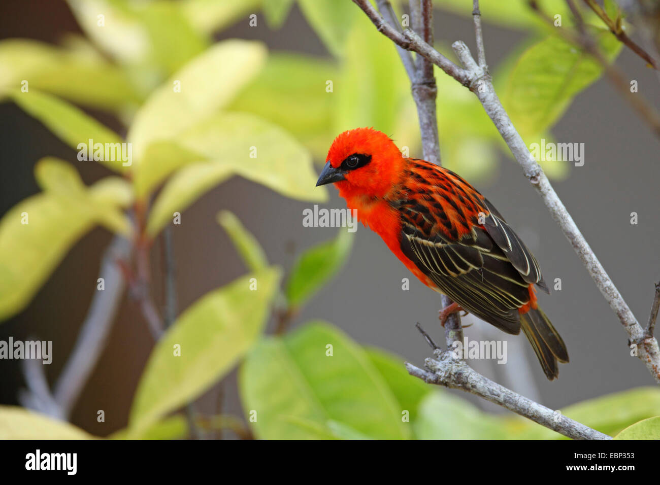Madagascan red fody (Foudia madagascariensis), male sitting in a shrub ...