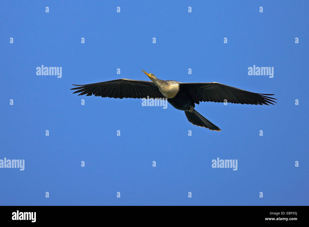 American darter (Anhinga anhinga), female in flight, USA, Florida ...