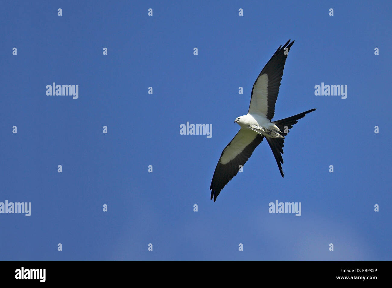swallow-tailed kite (Elanoides forficatus), in flight, USA, Florida ...