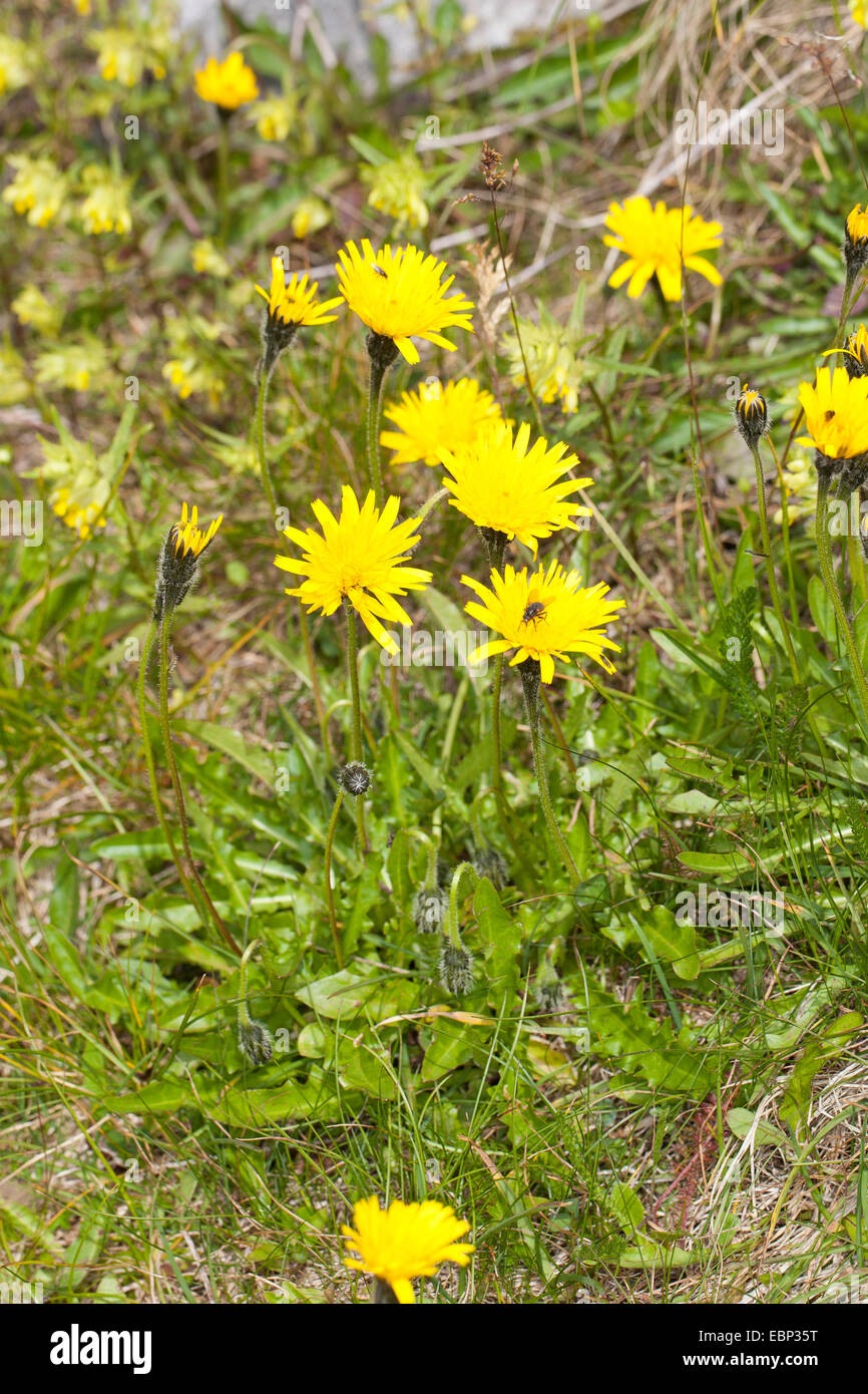 Rough hawkbit, Common hawkbit (Leontodon hispidus), blooming, Germany ...